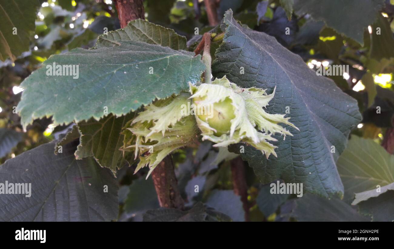 Hazelnuts growing in Oregon Stock Photo - Alamy