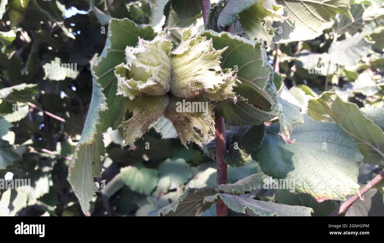 Hazelnut tree oregon hi-res stock photography and images - Alamy