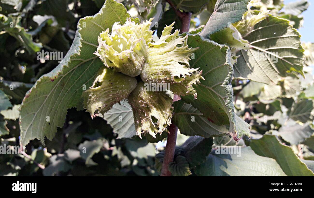 Hazelnut tree oregon hi-res stock photography and images - Alamy