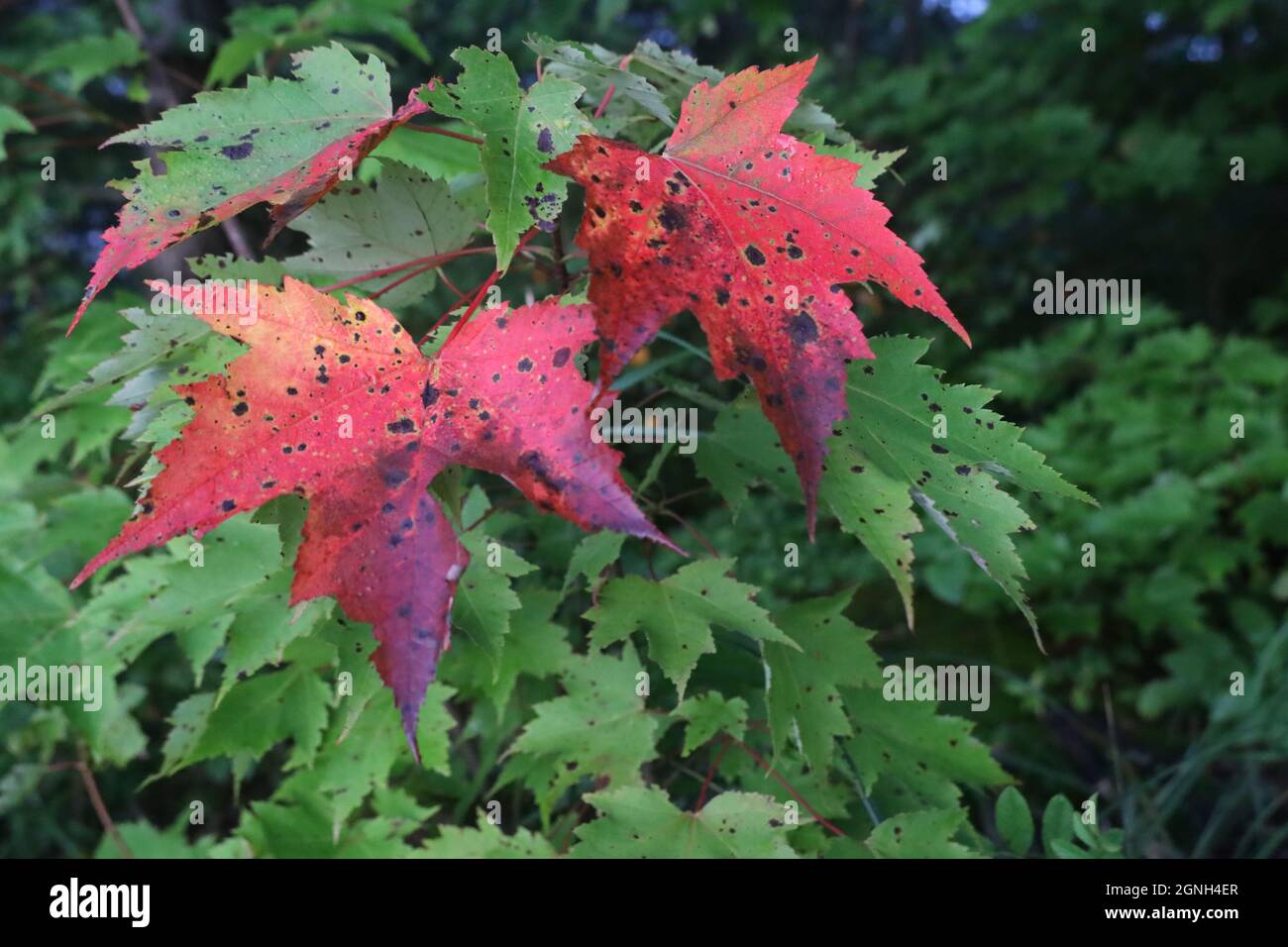 Two red leaves with black spots growing in the bush against a green ...