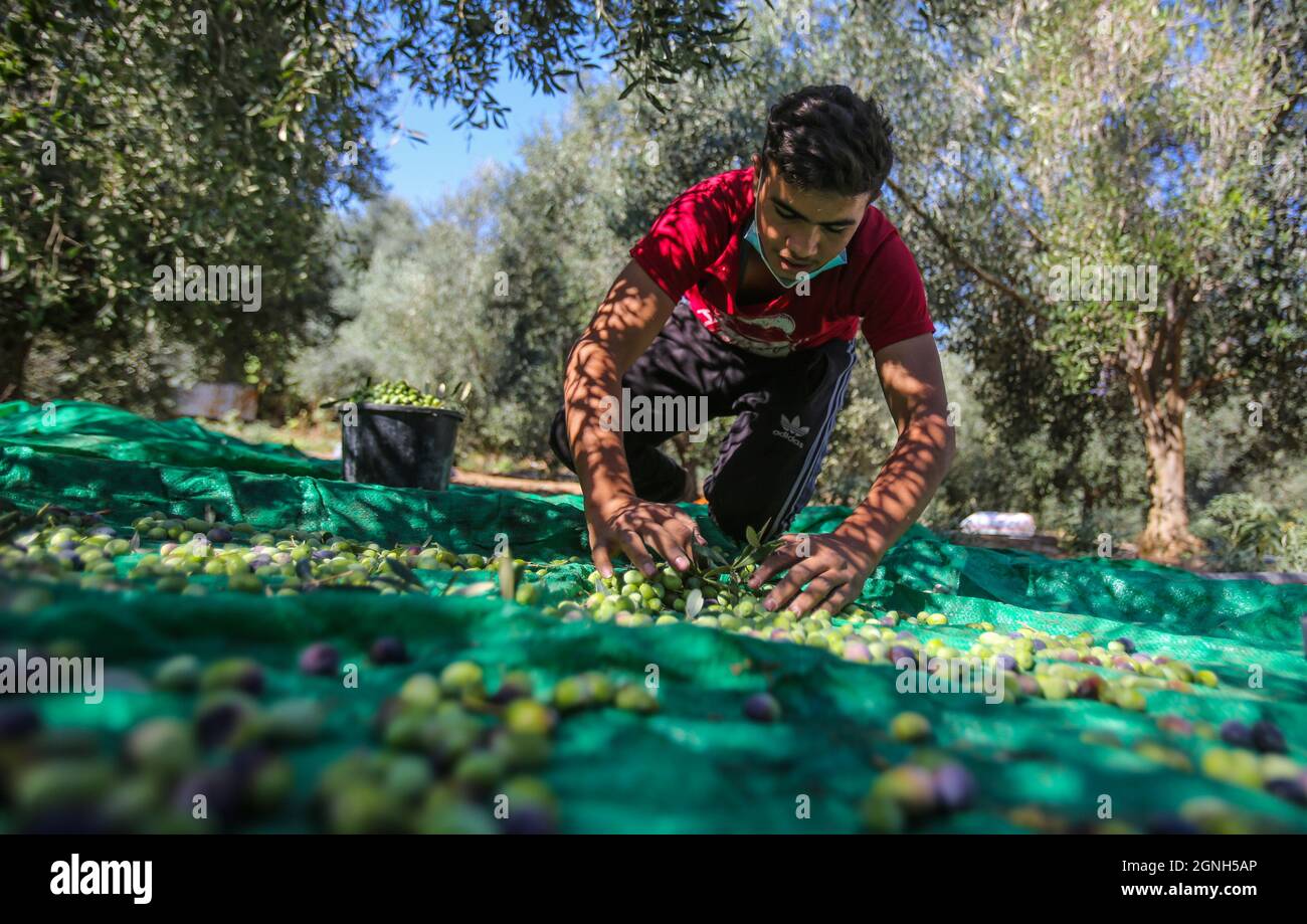 Gaza, Palestine. 25th Sep, 2021. A Palestinian man collects olives ...