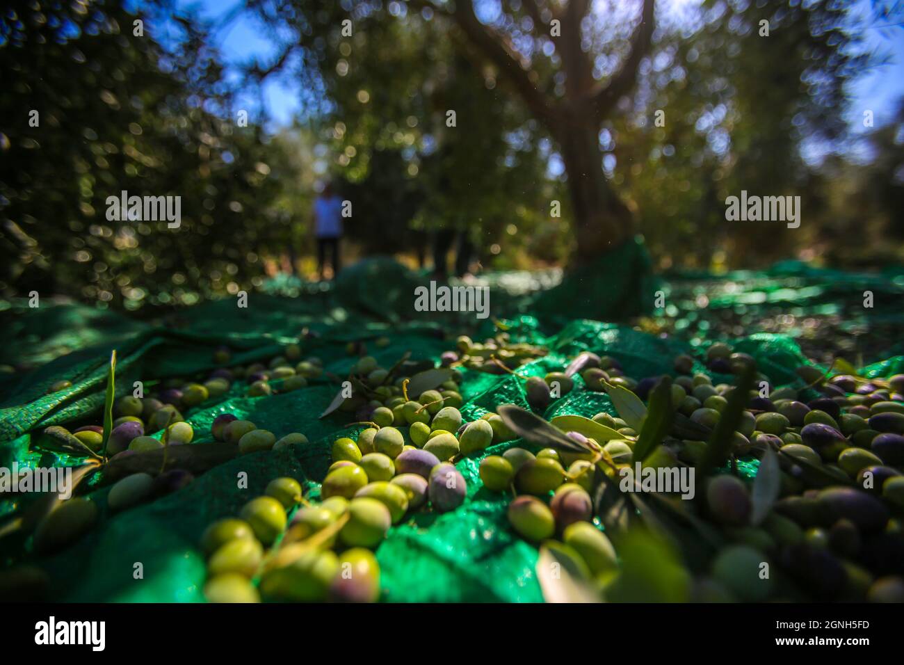 Olives are seen under an olive tree in the town of Al-Zawaideh in the ...