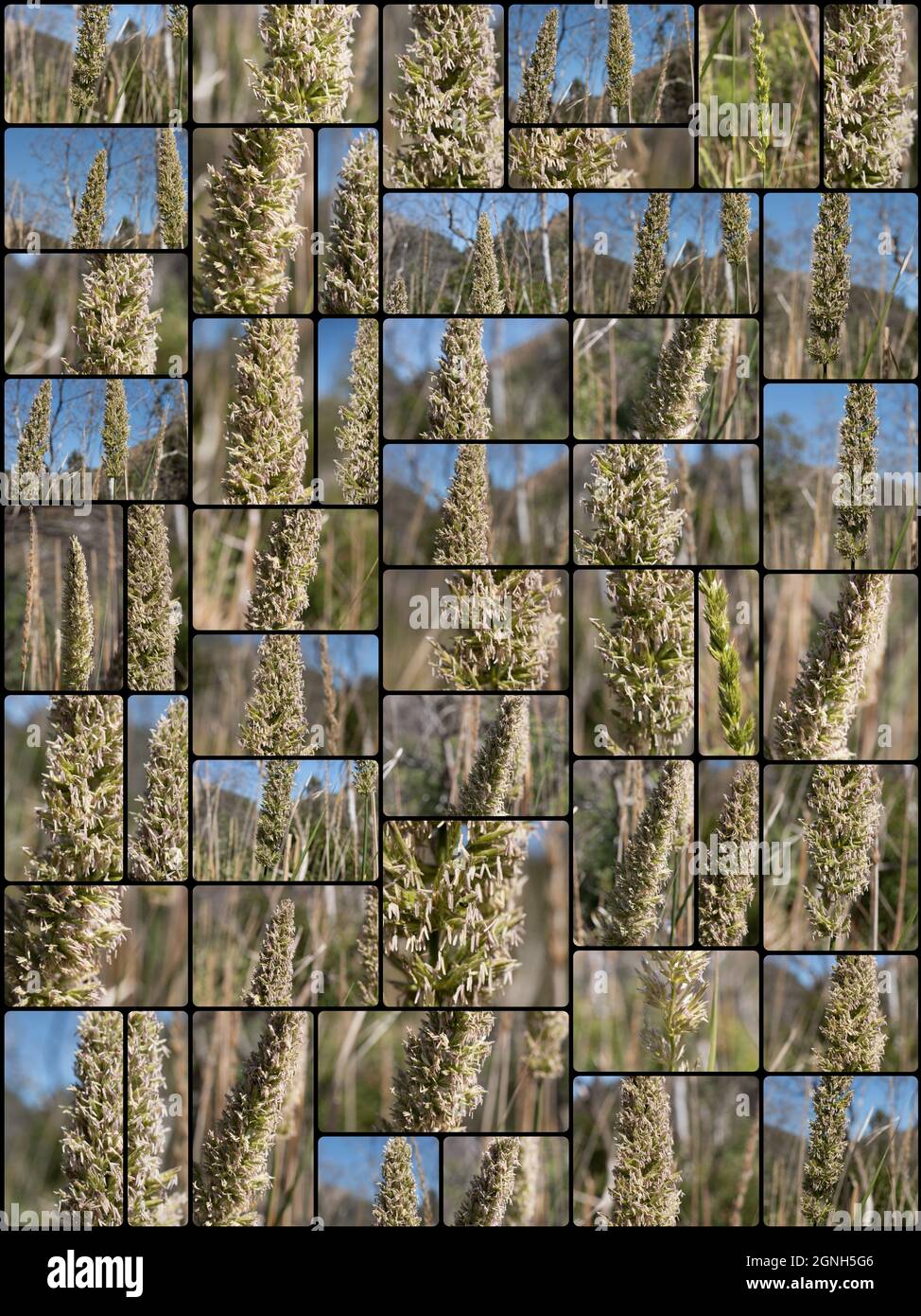 Collage of white panicle inflorescences on Giant Wildrye, Elymus ...