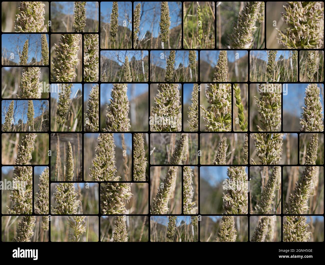 Collage of white panicle inflorescences on Giant Wildrye, Elymus ...
