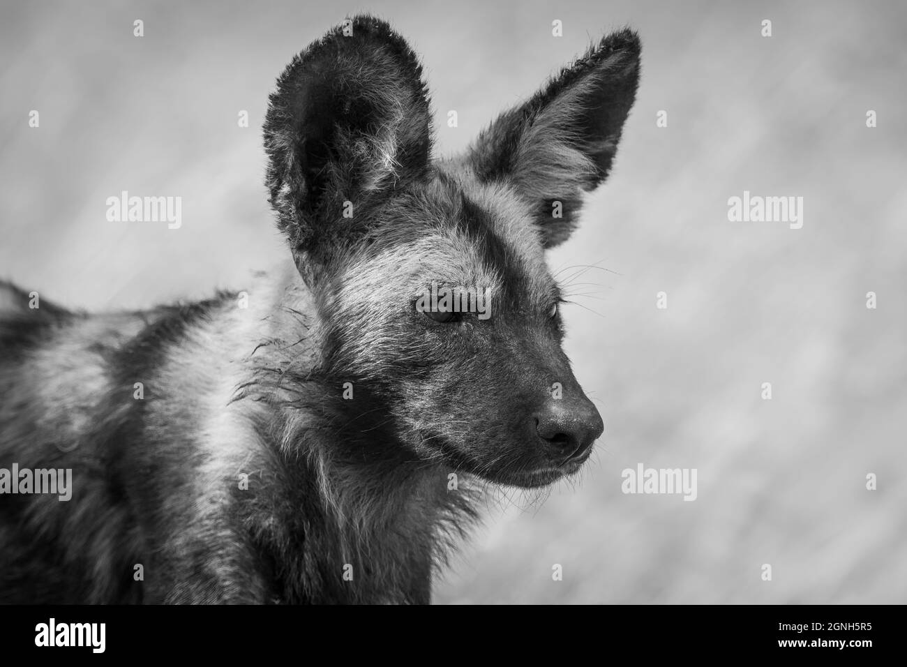 Mono close-up of wild dog facing right Stock Photo - Alamy