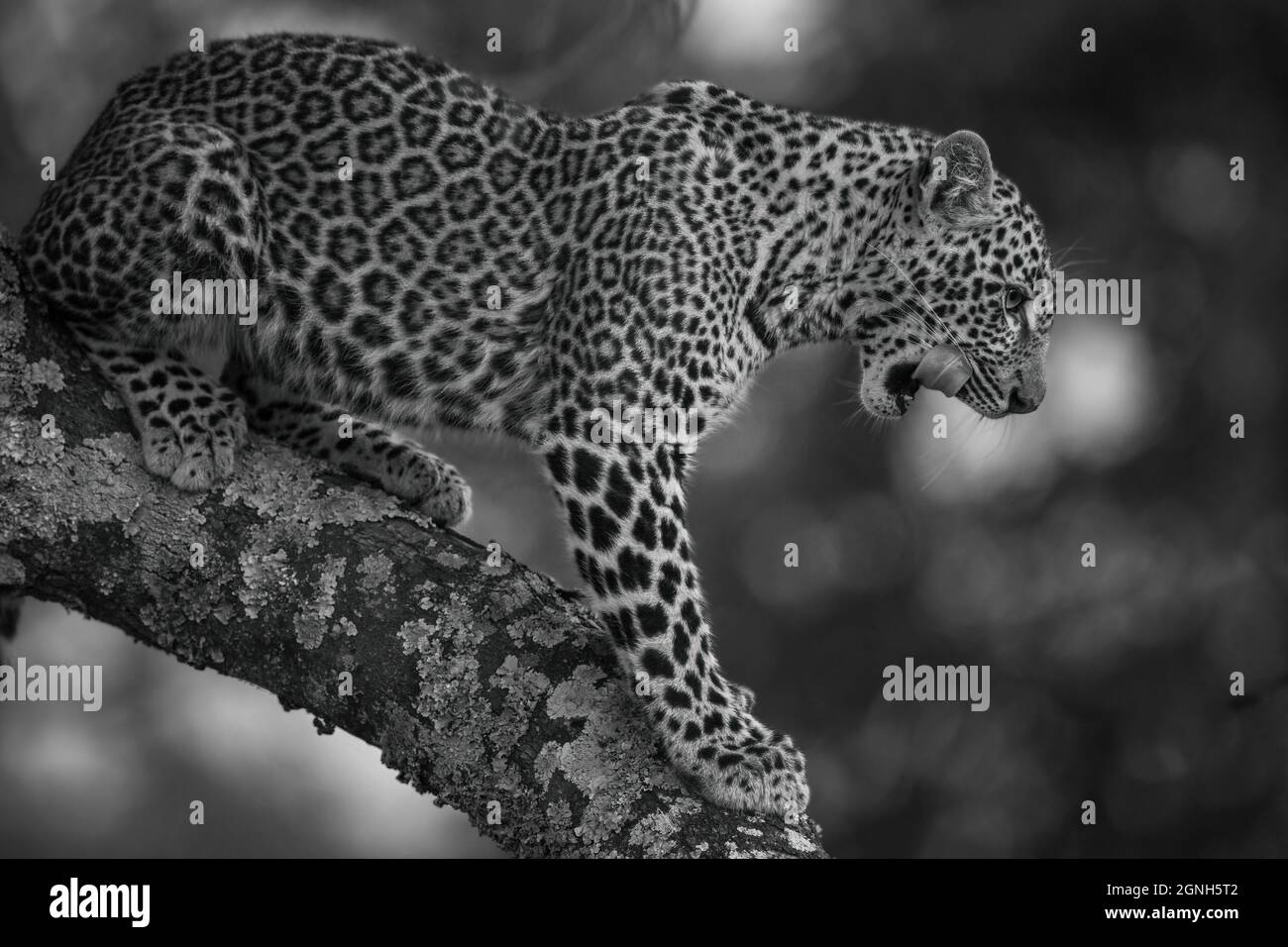 Leopard panthera pardus licking its lips hi-res stock photography and ...