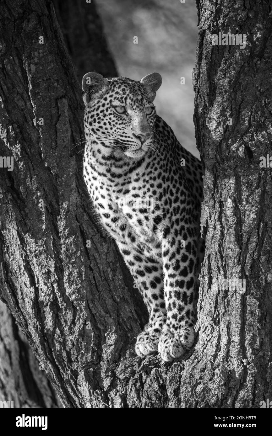Mono leopard looking right from tree fork Stock Photo - Alamy