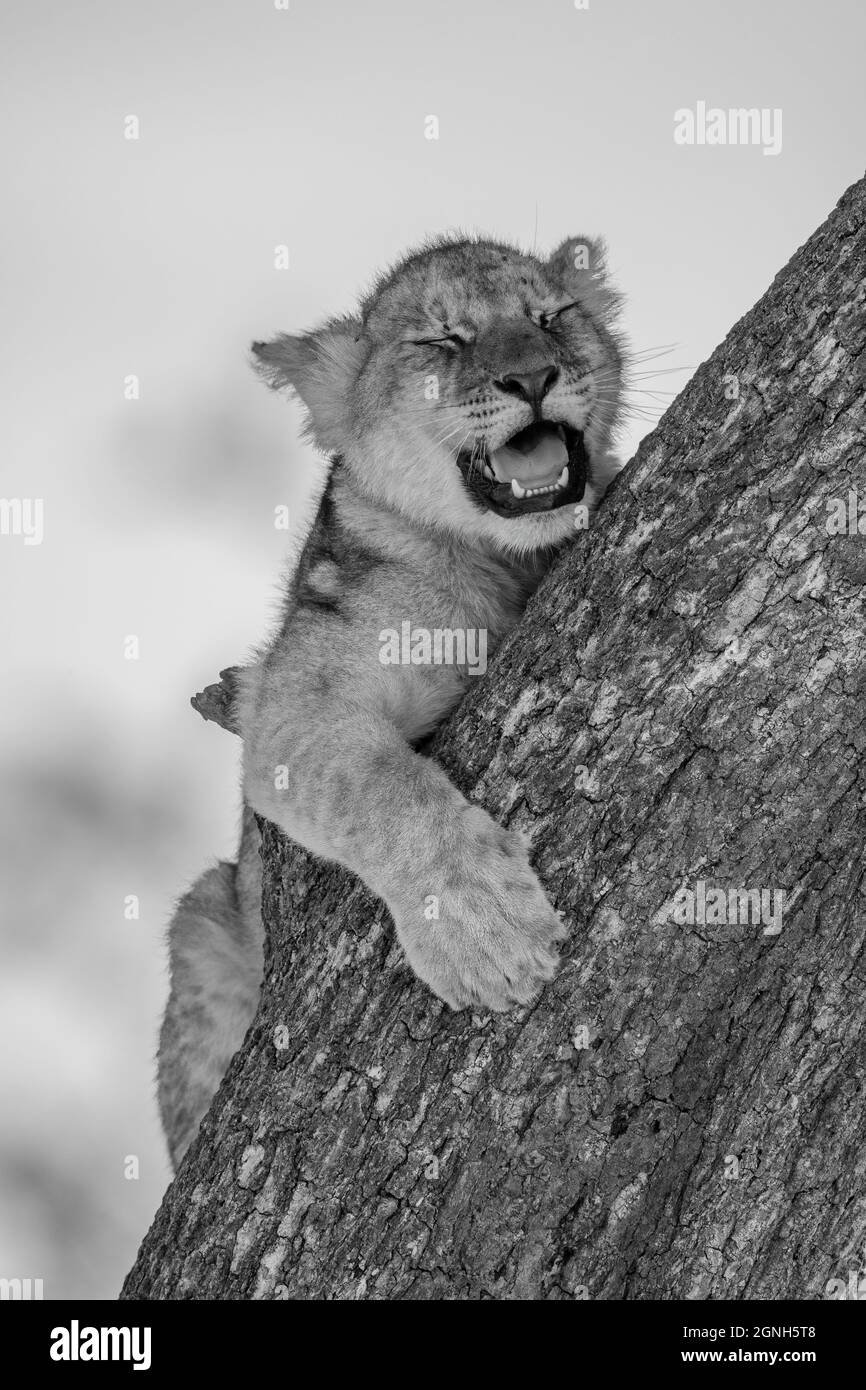 Mono lion cub lies yawning on trunk Stock Photo - Alamy