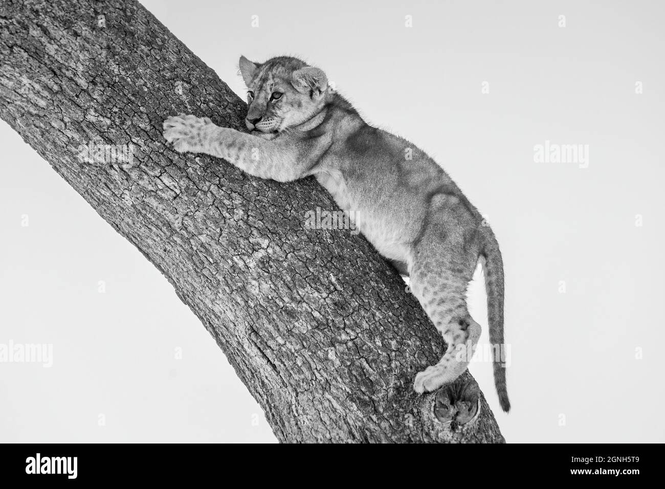 Mono lion cub on tree looking left Stock Photo - Alamy