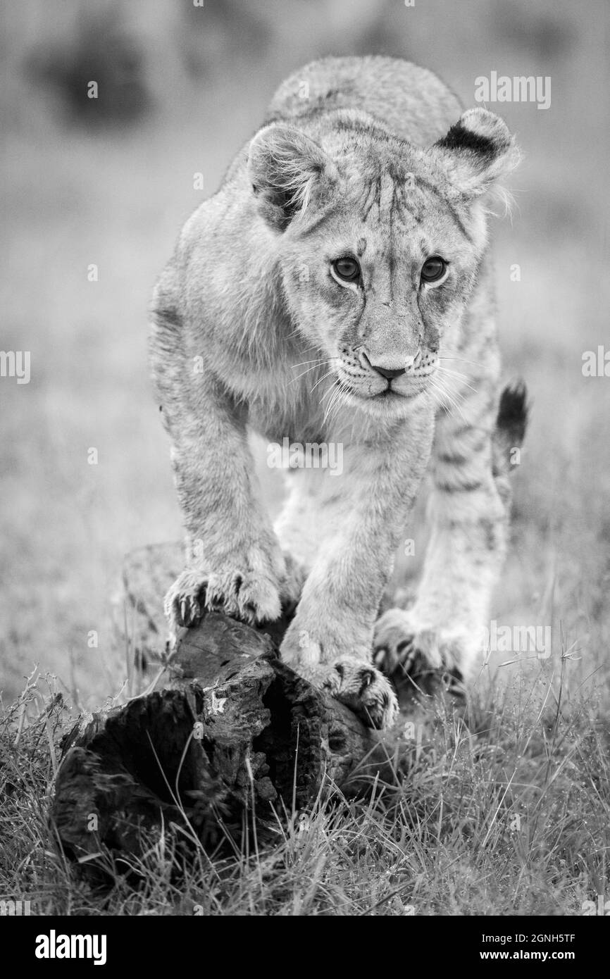 Lion cub Black and White Stock Photos & Images - Alamy