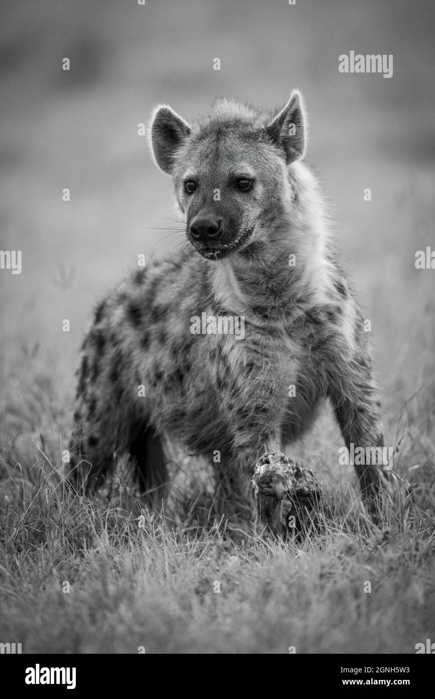 Mono spotted hyena in grass with bone Stock Photo - Alamy