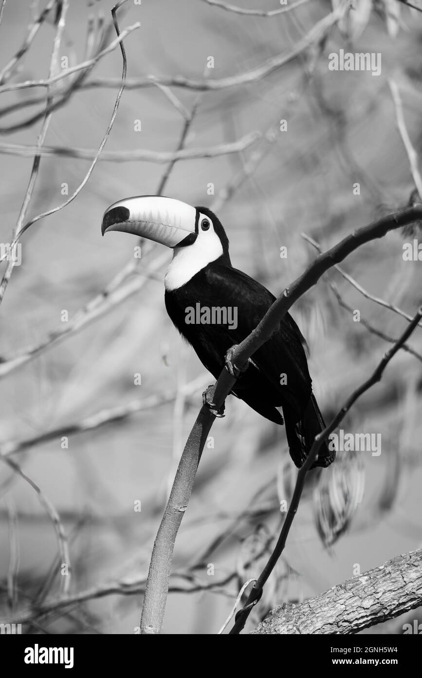 Mono toco toucan on branch eyeing camera Stock Photo - Alamy