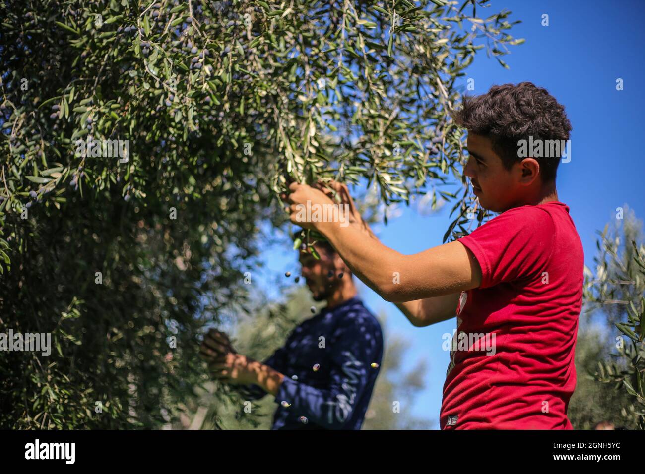 Gaza, Palestine. 25th Sep, 2021. Palestinian men pick olives from an ...