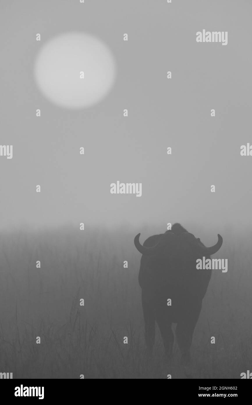 Mono buffalo walks towards misty rising sun Stock Photo - Alamy