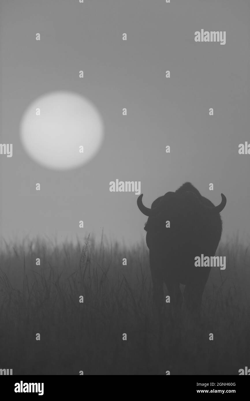 Mono buffalo walking towards misty rising sun Stock Photo - Alamy