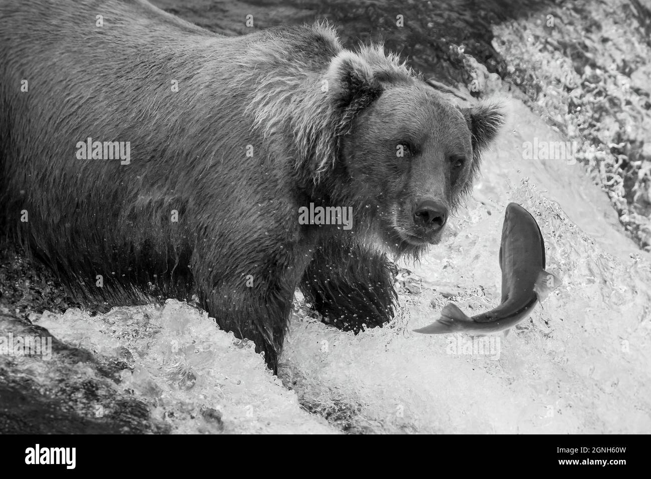 Mono brown bear about to catch salmon Stock Photo - Alamy