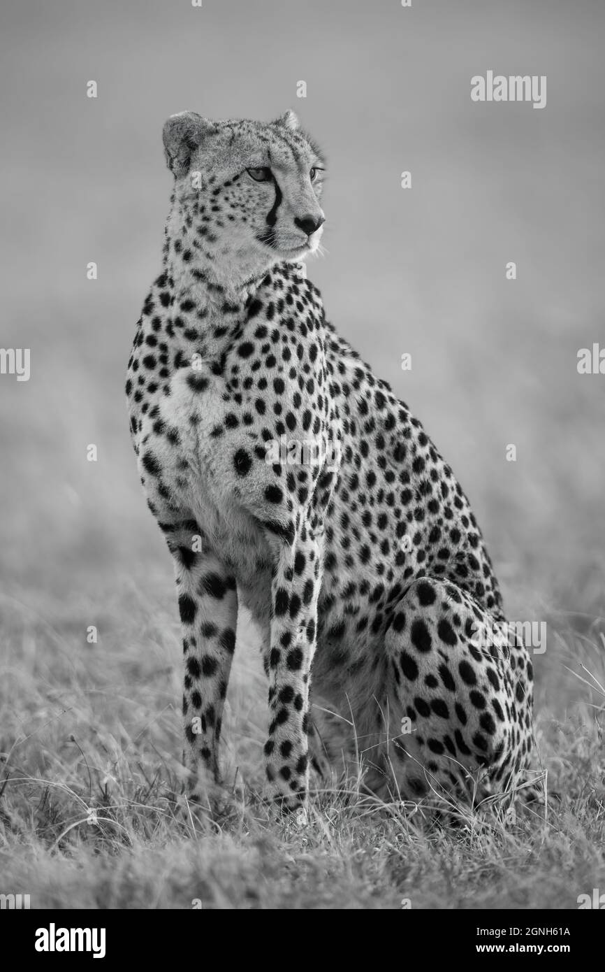 Mono cheetah sitting in grass turning right Stock Photo - Alamy