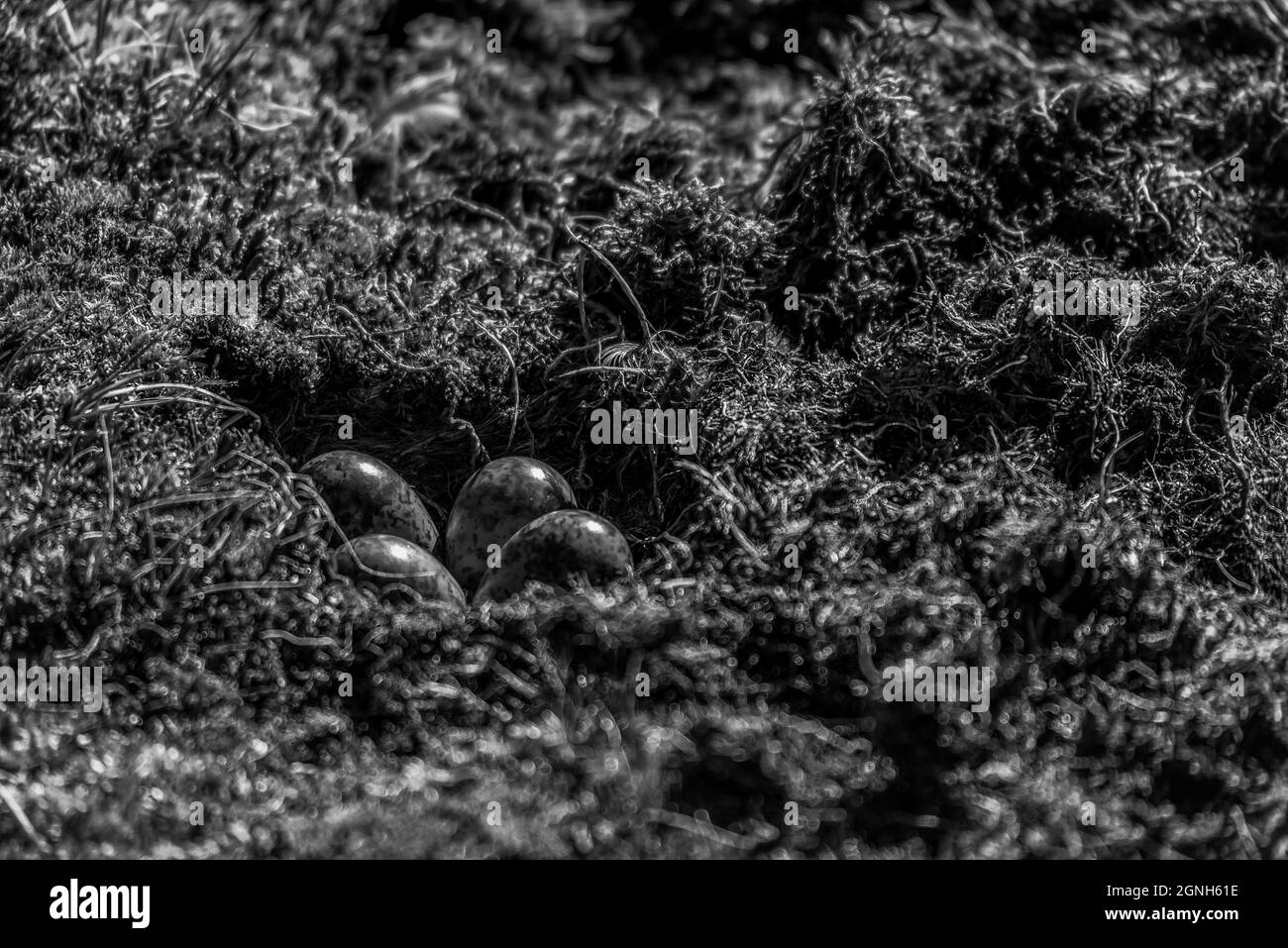 Sandpiper eggs hi-res stock photography and images - Alamy