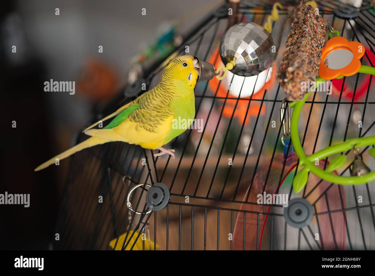 Bright yellow and green budgerigar parakeet playing with the bell at ...