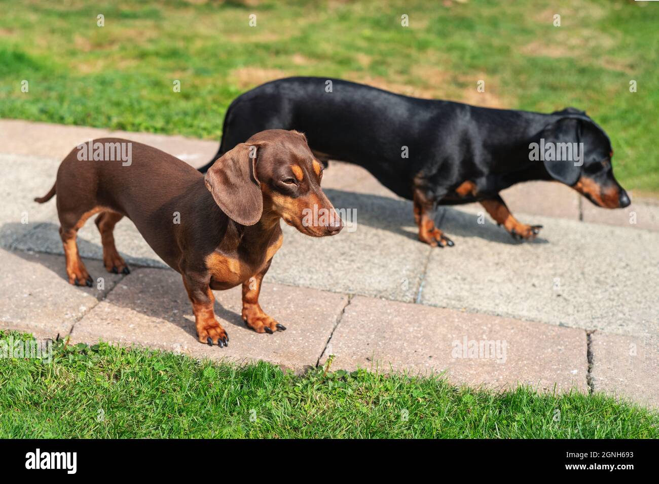 Two young dachshunds dogs. On in light brown the other browny black ...