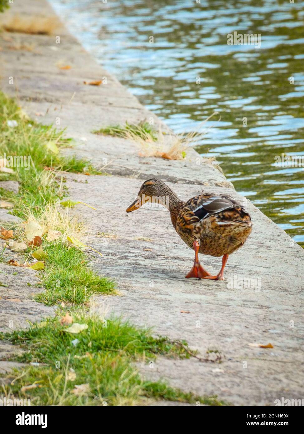 Back view of a cute brown duck walking on a lakeside stone on a sunny ...