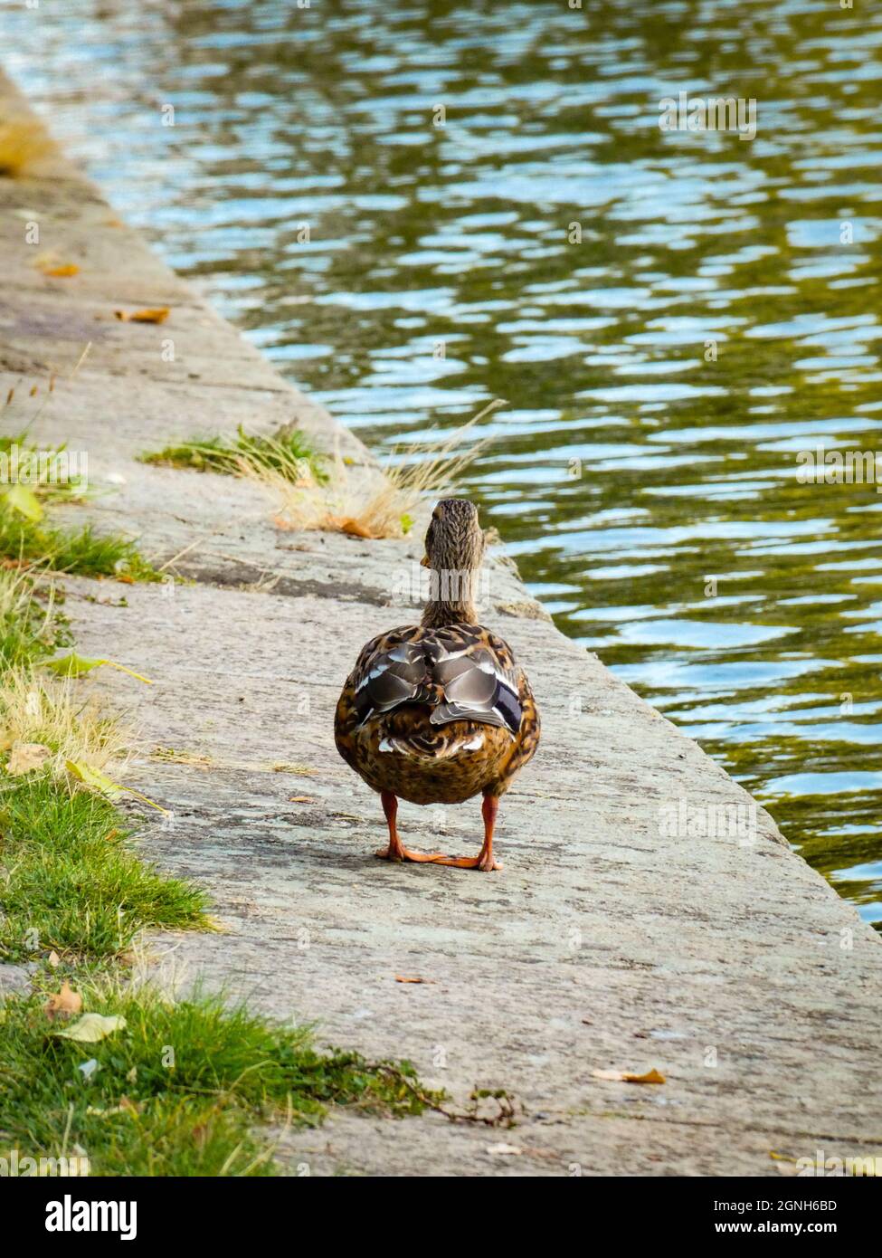 Back view of a cute brown duck walking on a lakeside stone on a sunny ...