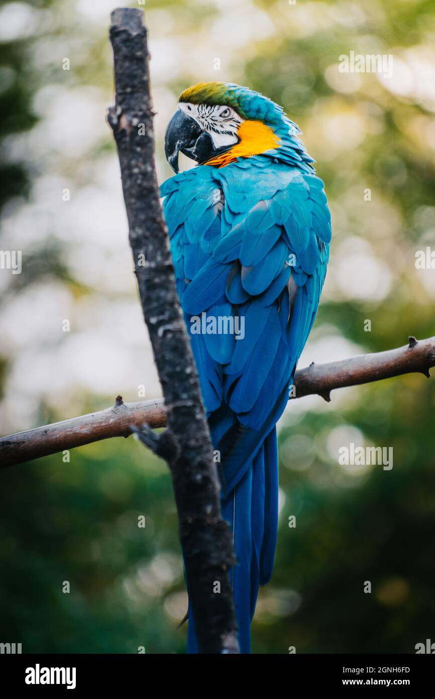 Blue-and-yellow Macaw perched on a tree branch with an angry face Stock ...