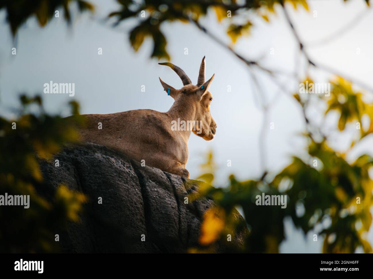 Back view of a beautiful light brown french alpine goat lying on the ...