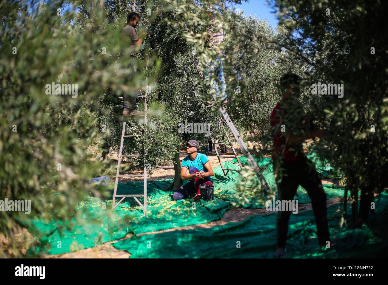 Gaza, Palestine. 25th Sep, 2021. Palestinian men pick olives from an ...