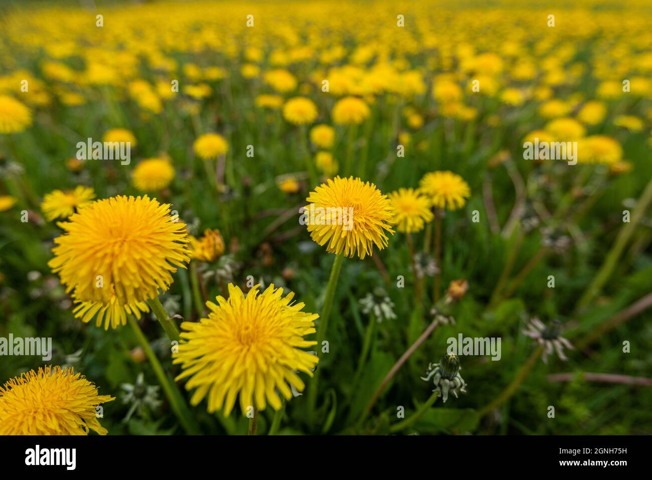 Field full of coltsfoot, Tussilago farfara Stock Photo - Alamy