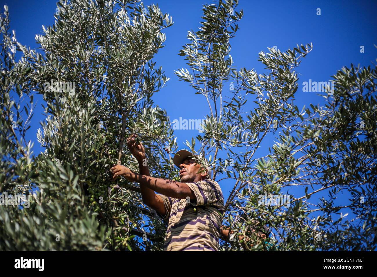 Gaza, Palestine. 25th Sep, 2021. A Palestinian man picks olives from an ...
