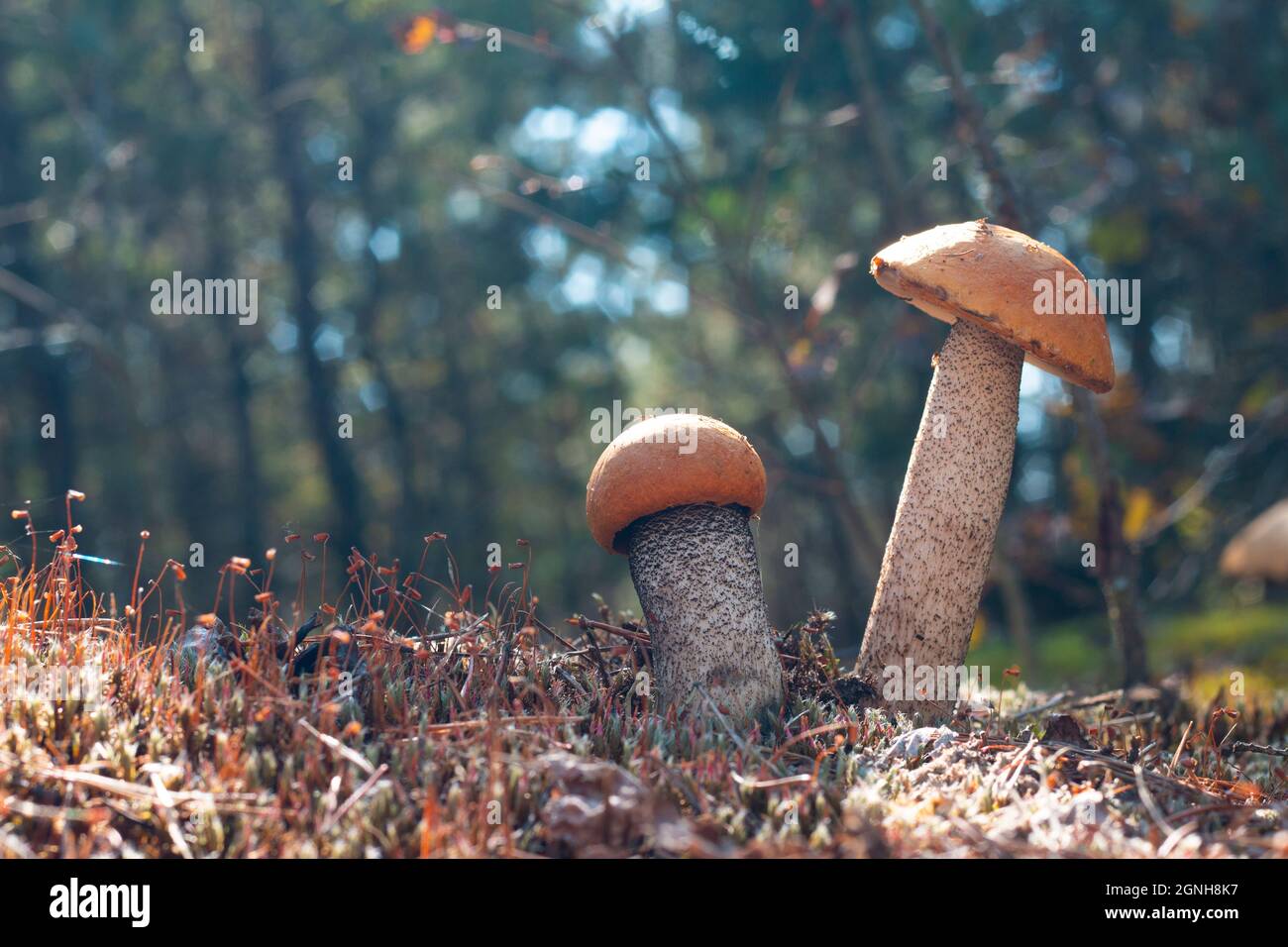 Orange cap boletus mushrooms in forest. Fungus mushroom growing in wild ...