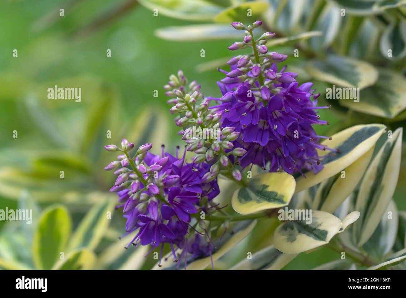 A Hebe x franciscana plant with purple flowers in the garden Stock ...