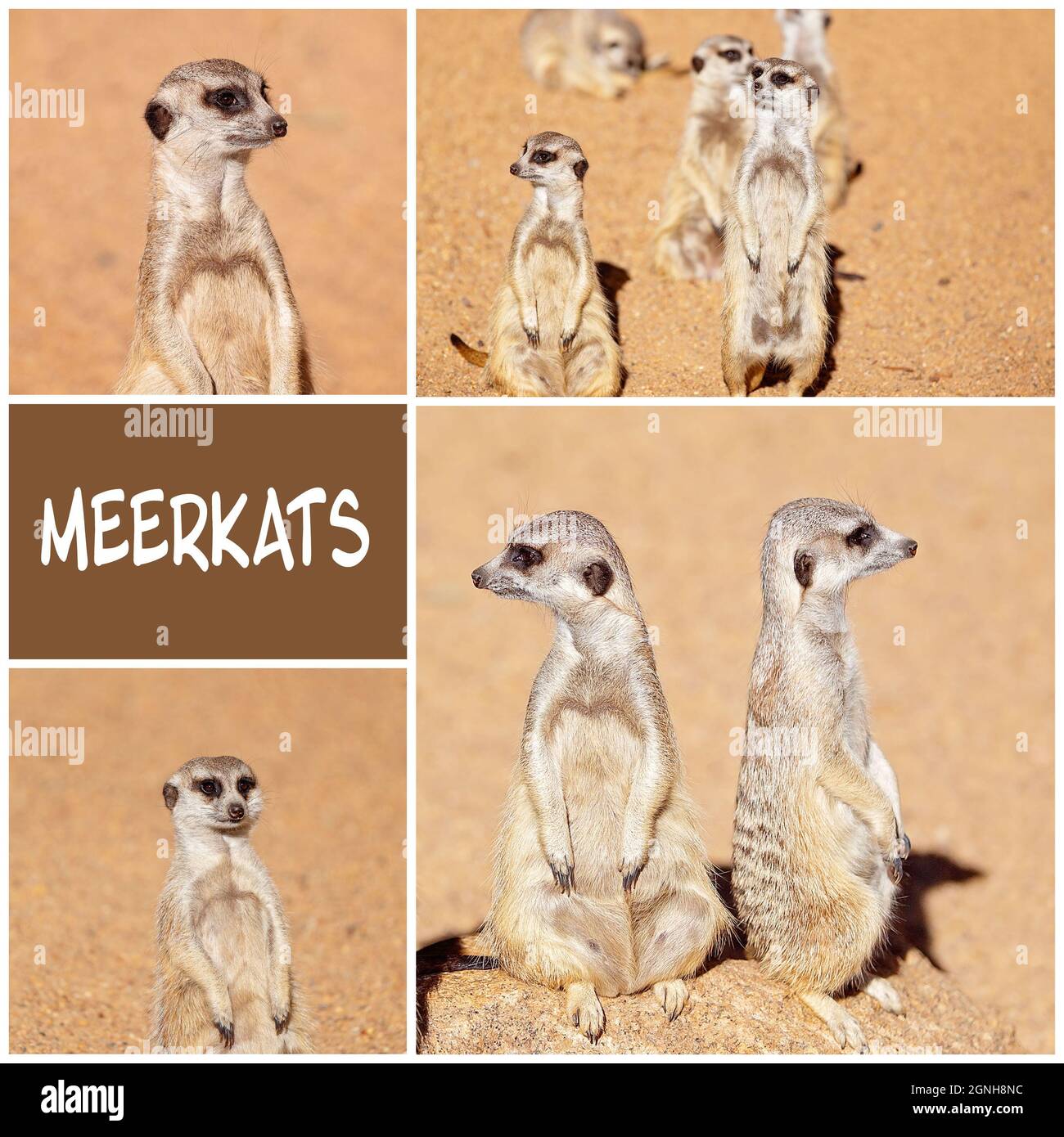 Meerkat burrow Cut Out Stock Images & Pictures - Alamy
