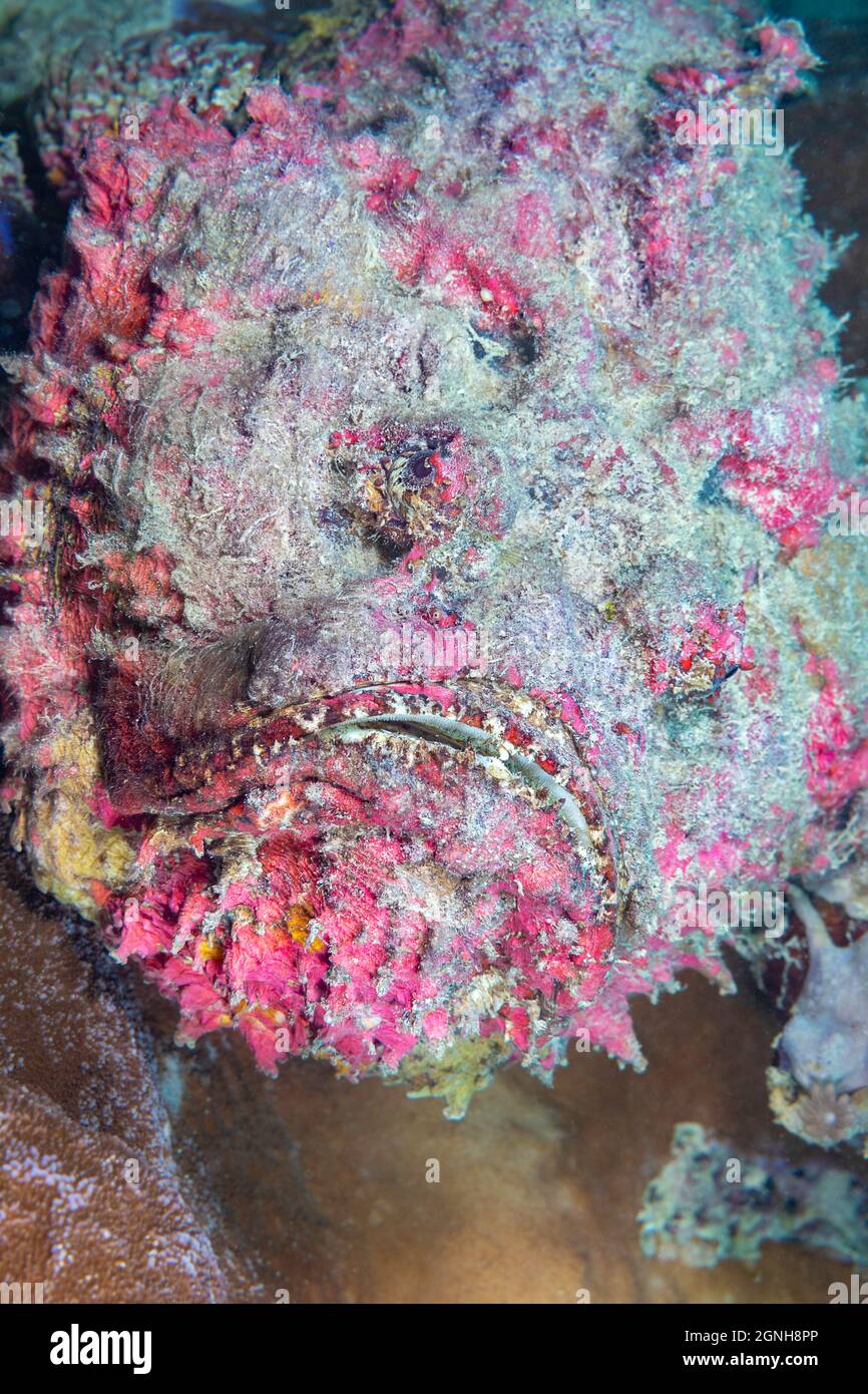 The stonefish, Synanceia verrucosa, is one of the most dangerous ...