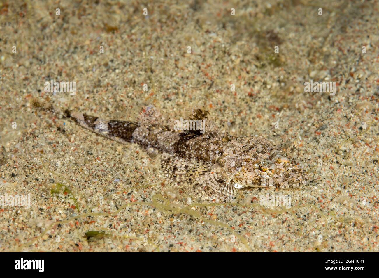 Fringe lip flathead fish hi-res stock photography and images - Alamy
