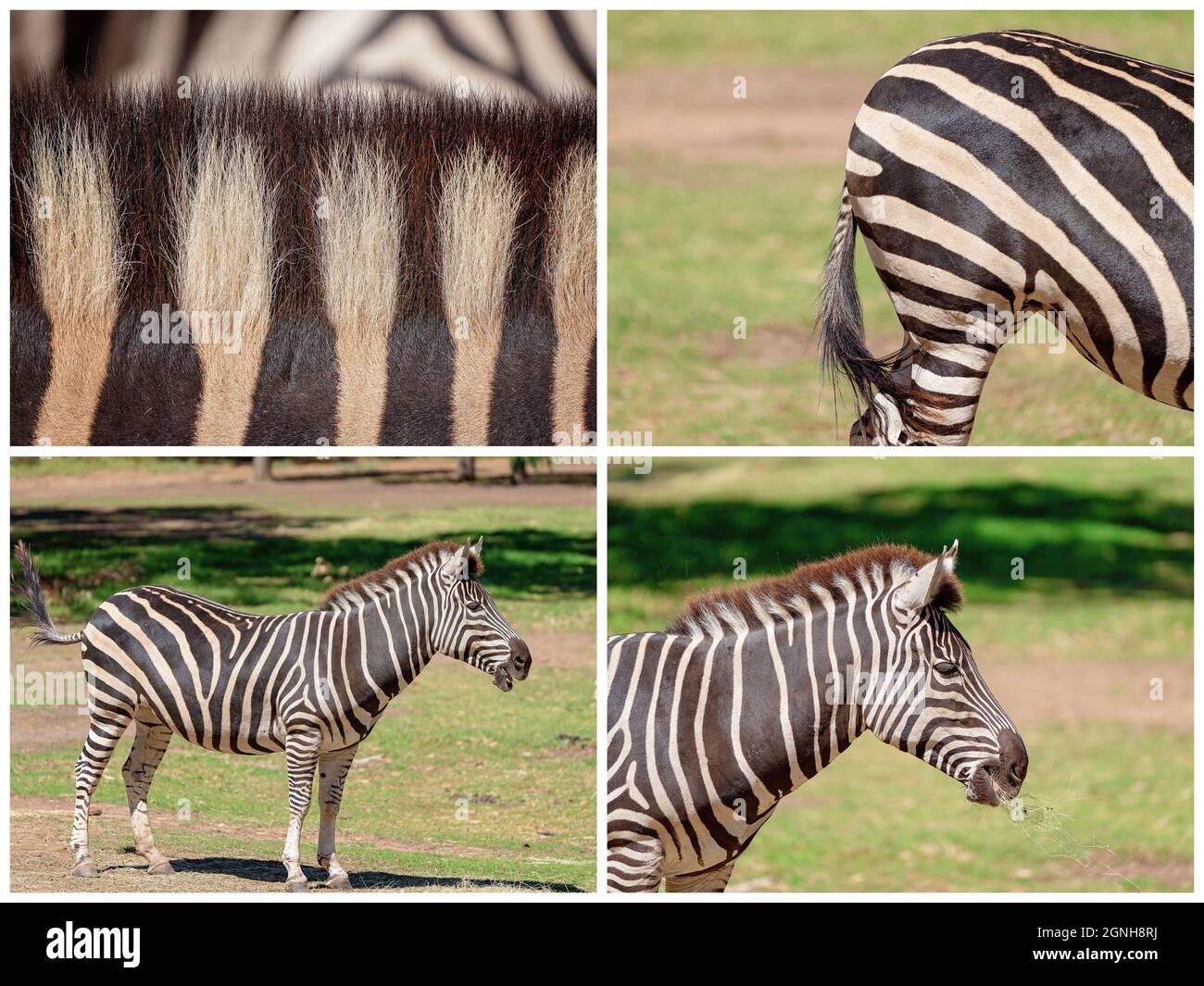 Unique coat patterns Cut Out Stock Images & Pictures - Alamy