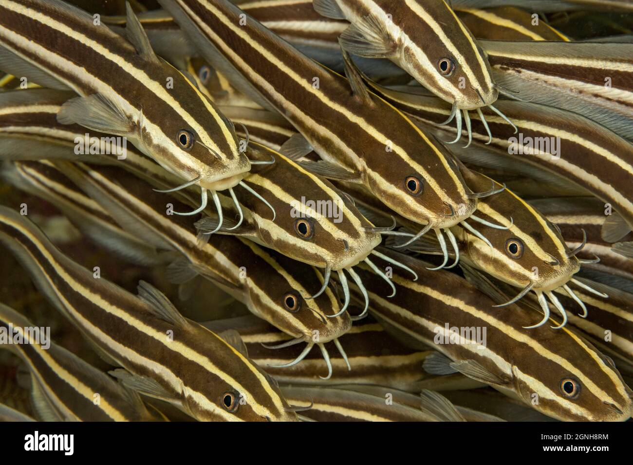 Venomous tail spine hi-res stock photography and images - Alamy