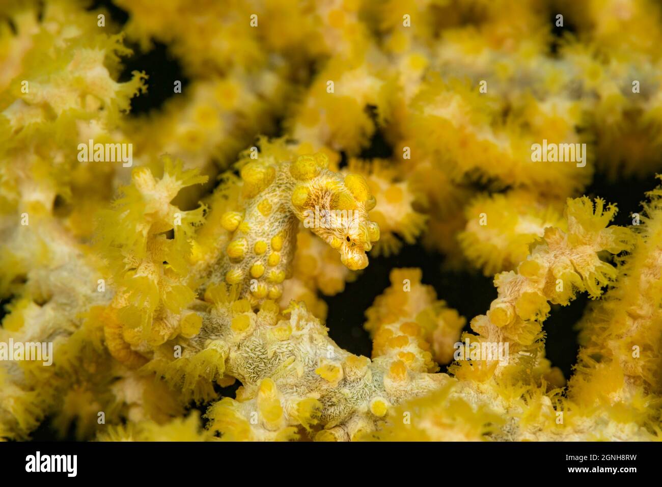 Yellow pygmy seahorse, Hippocampus bargibanti, Philippines. Also known ...