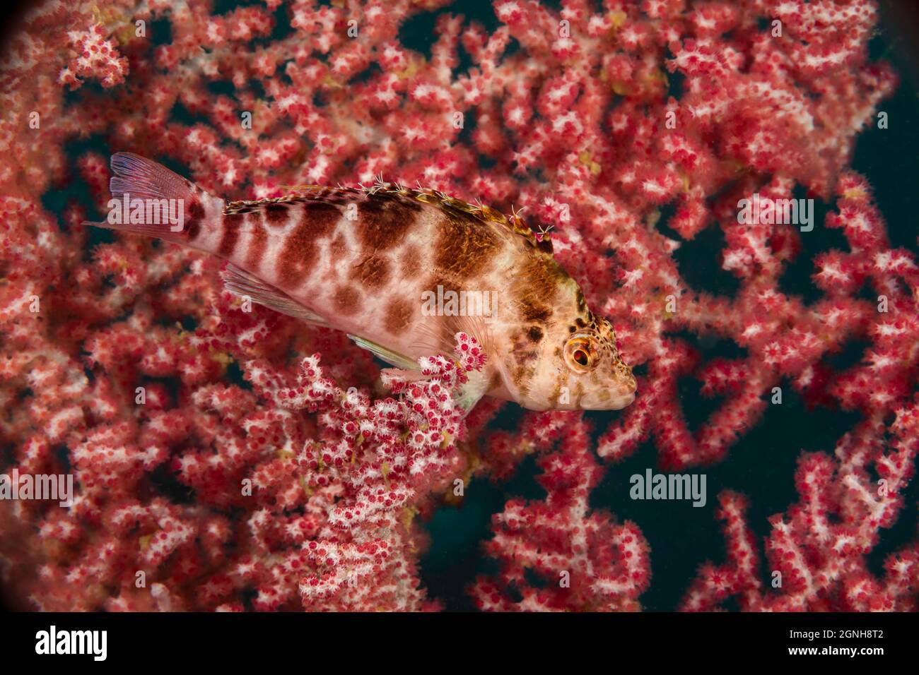 The pixy hawkfish, Cirrhitichthys oxycephalus, is found in areas of ...