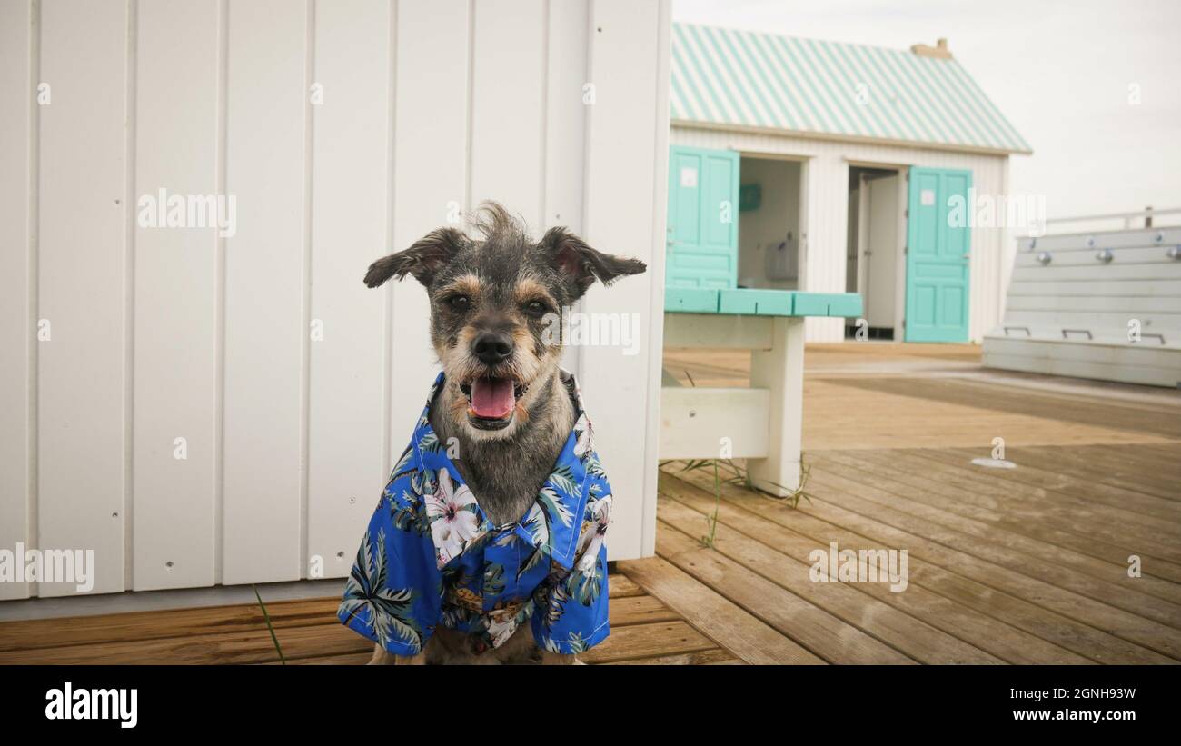 Funny miniature schnauzer in blue clothes sitting on a wooden floor ...