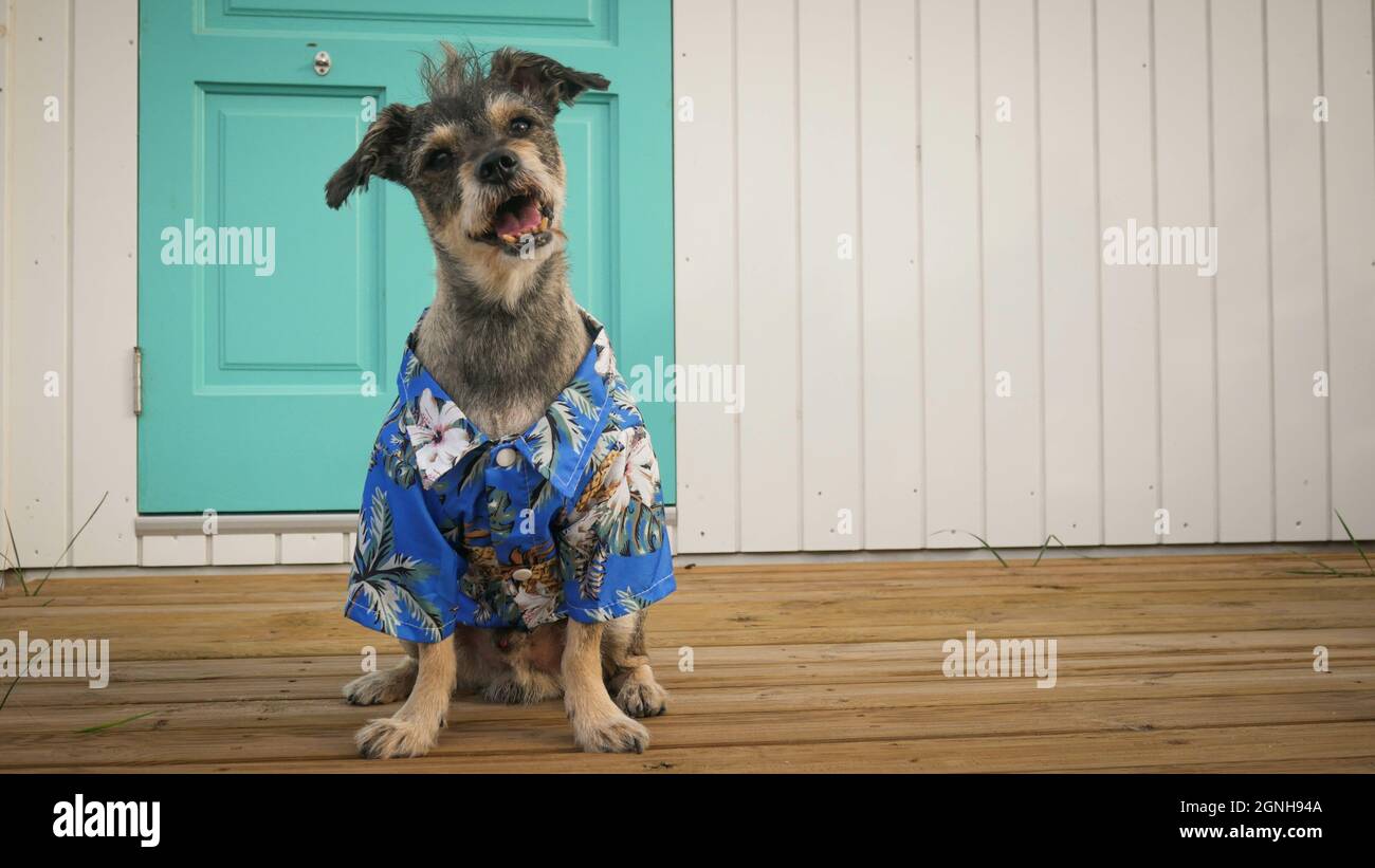 Funny miniature schnauzer in blue clothes sitting on a wooden floor ...