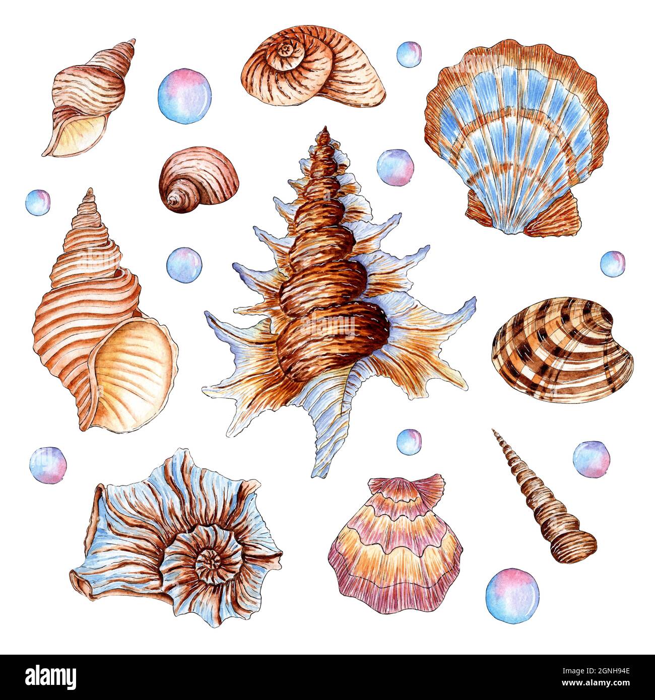 Beautiful Shells Drawings