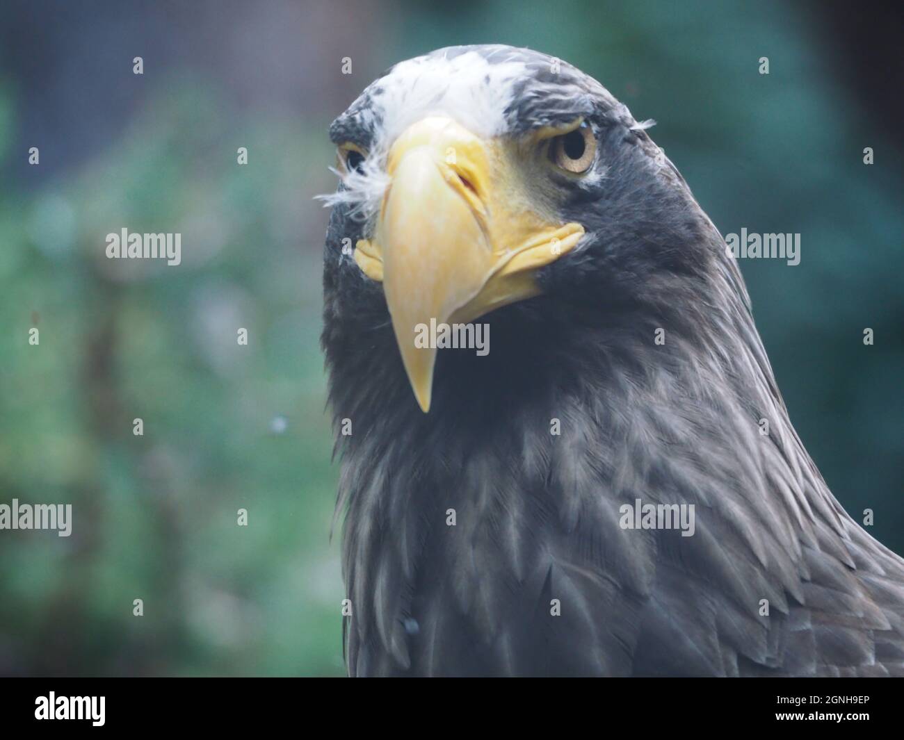 National Aviary - Stellars Sea Eagle, Kodiak Stock Photo - Alamy