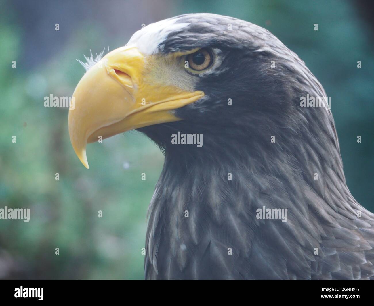 National Aviary - Stellars Sea Eagle, Kodiak Stock Photo - Alamy
