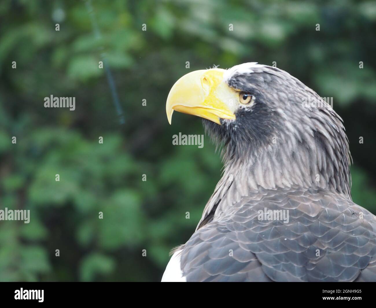 National Aviary - Stellars Sea Eagle, Kodiak Stock Photo - Alamy