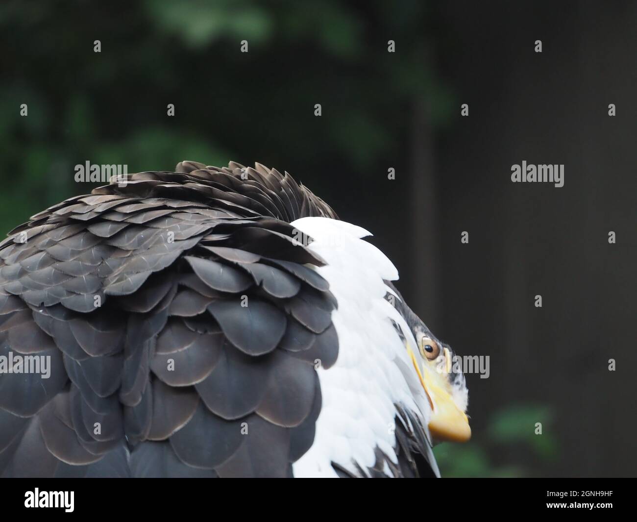 National Aviary - Stellars Sea Eagle, Kodiak Stock Photo - Alamy