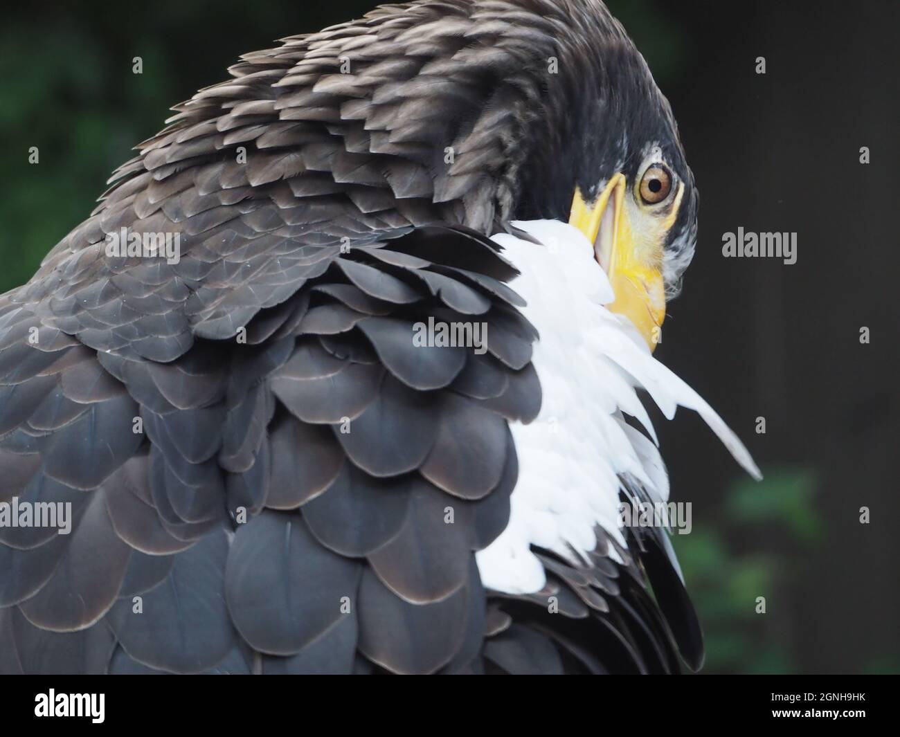 National Aviary - Stellars Sea Eagle, Kodiak Stock Photo - Alamy