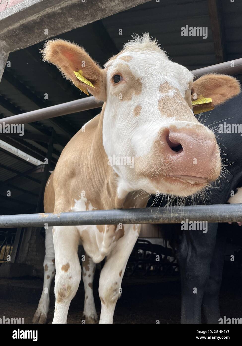 Cow behind bars hi-res stock photography and images - Alamy