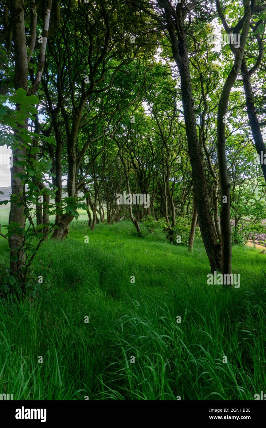 Weisdale Woods, the most northerly woodland in Britain, Shetland ...